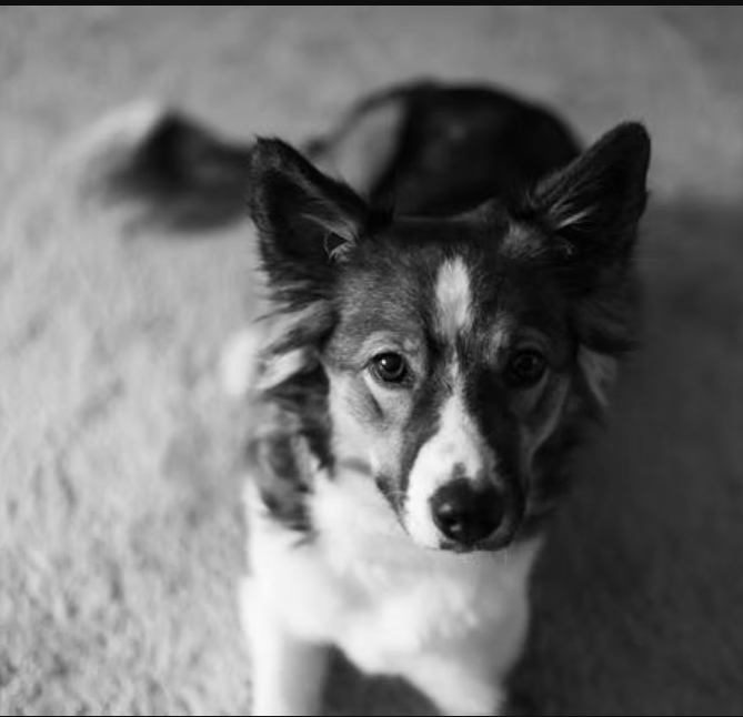 Nutrition and Neuroscience: How Food Affects Puppy Mood